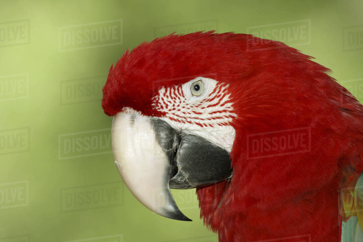 Close-up of a Scarlet Macaw - Royalty-free Stock Photo | Dissolve