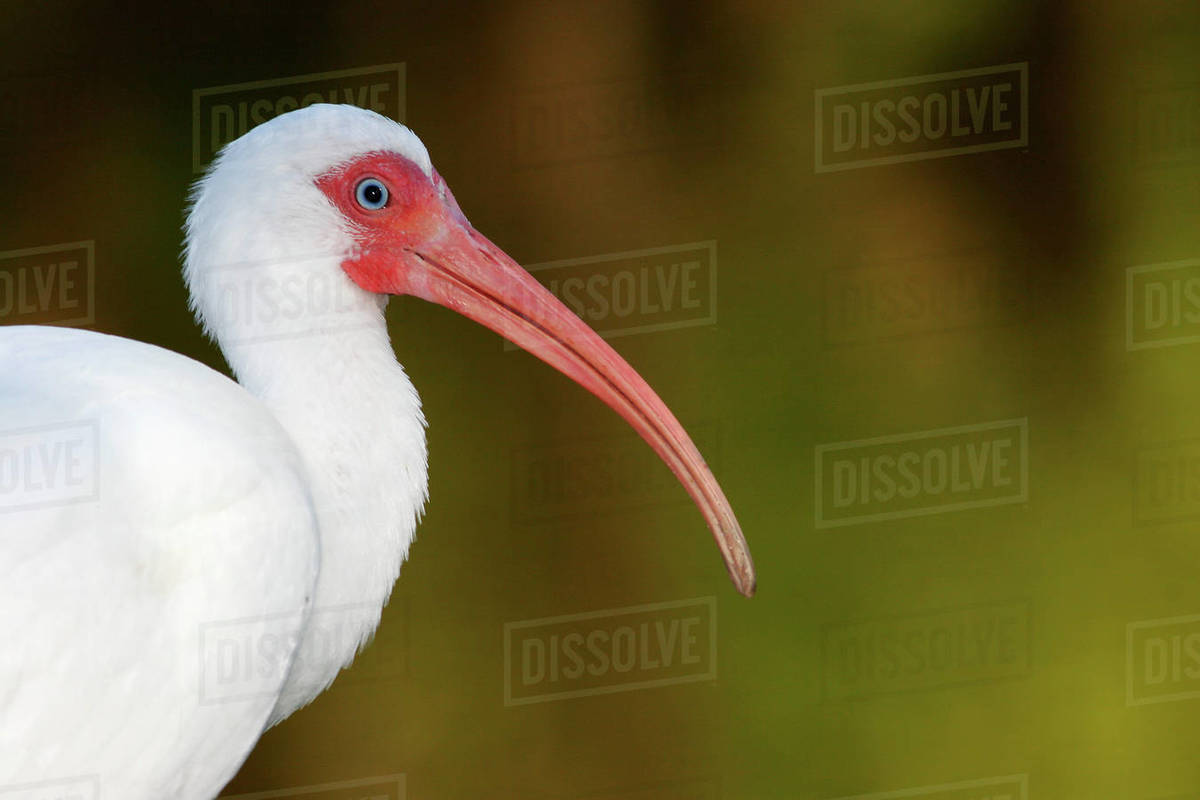 Side profile of a White Ibis - Stock Photo - Dissolve