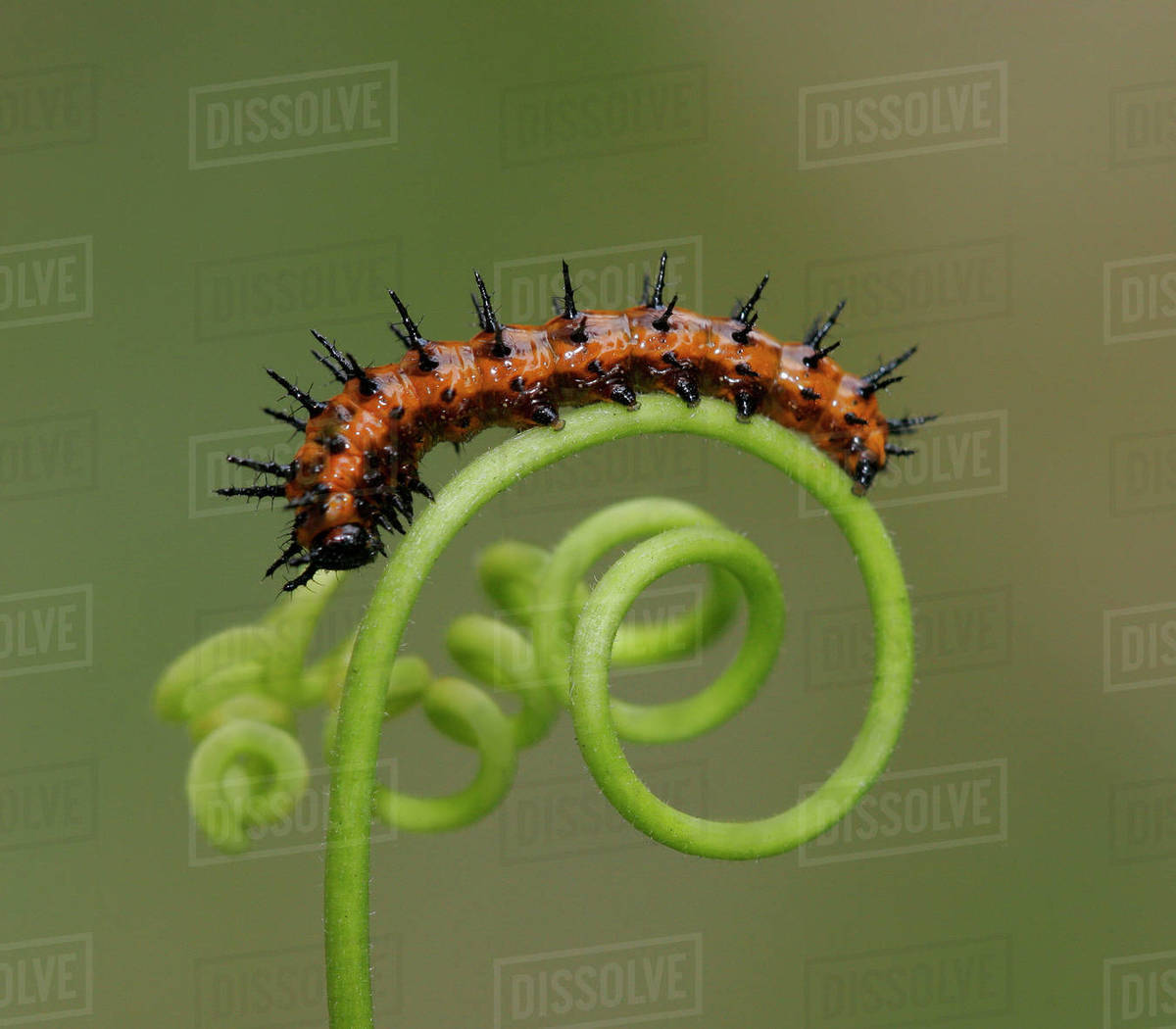 Close-up of a caterpillar crawling on a stem - Stock Photo - Dissolve