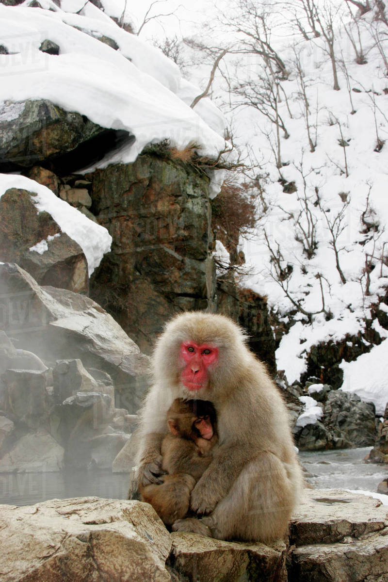 Japanese Macaque sitting with its young one on a rock (Macaca fuscata ...