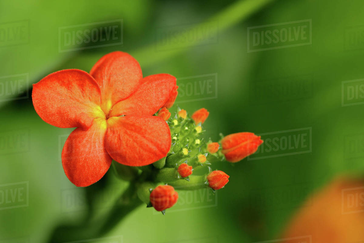 Close-up of a Mexican Flame Vine flower (Senecio confusus) - Stock ...