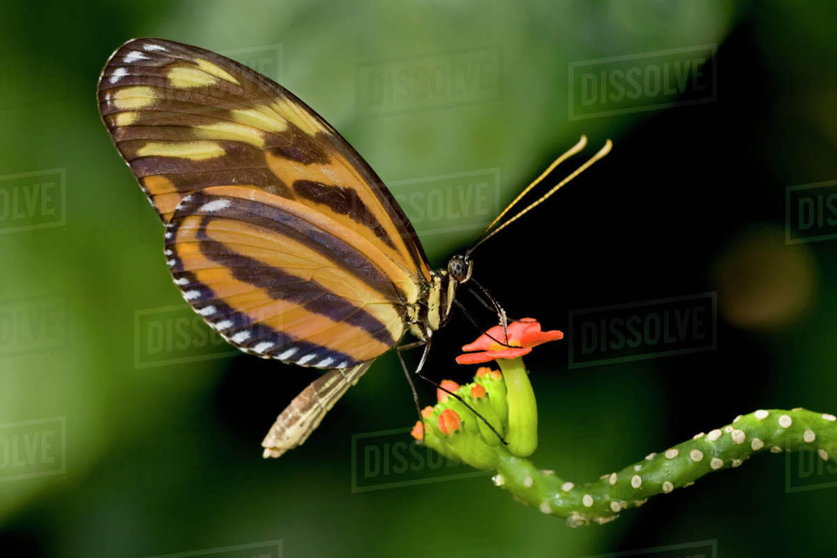 Ismenius Tiger butterfly (Heliconius ismenius) pollinating a flower ...