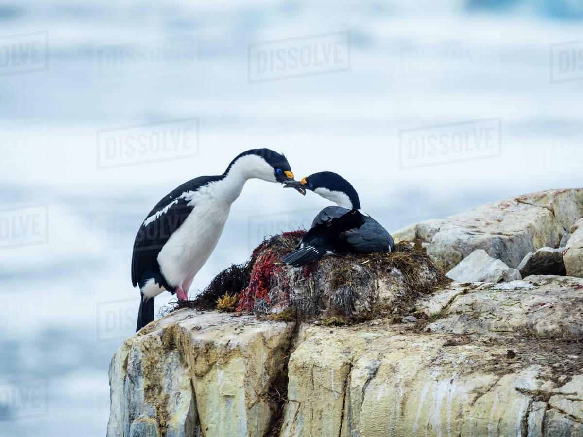 Blue-eyed Shags or Imperial Shags (Leucocarbo bransfieldensis) nesting ...