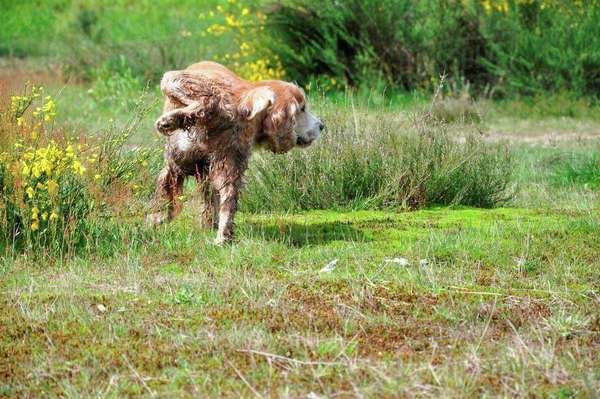 Cute Dog Making a Pee on the Flowers in the Nature in Ticino ...