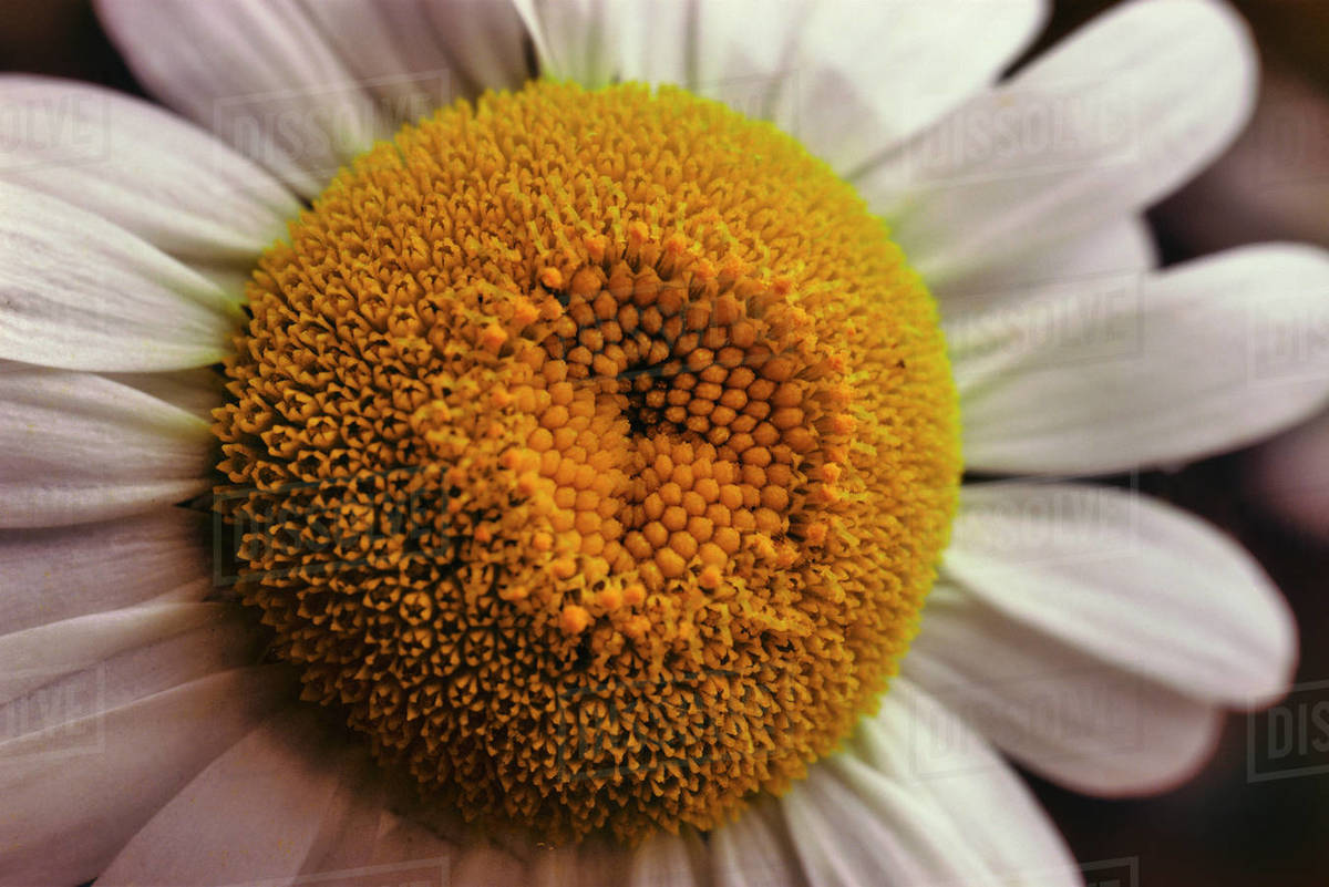 Close-up of ox-eyed daisy - Royalty-free Stock Photo | Dissolve