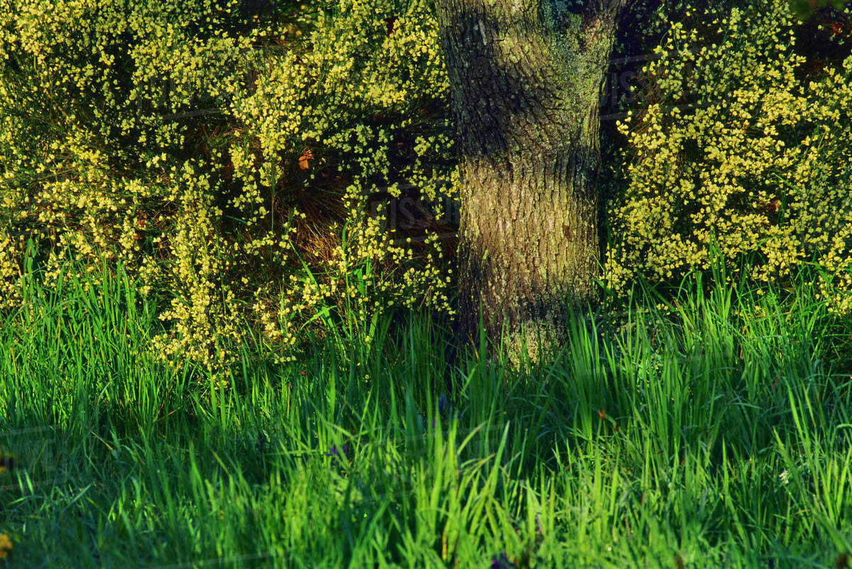 Canada, Vancouver Island, Beacon Hill Park, Oak tree growing on meadow ...