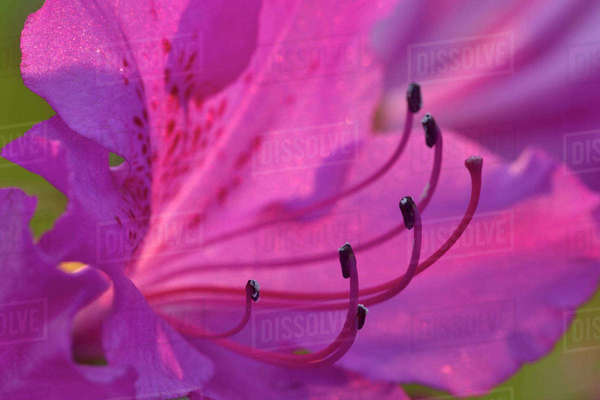 Azalea Flower - Stock Photo - Dissolve