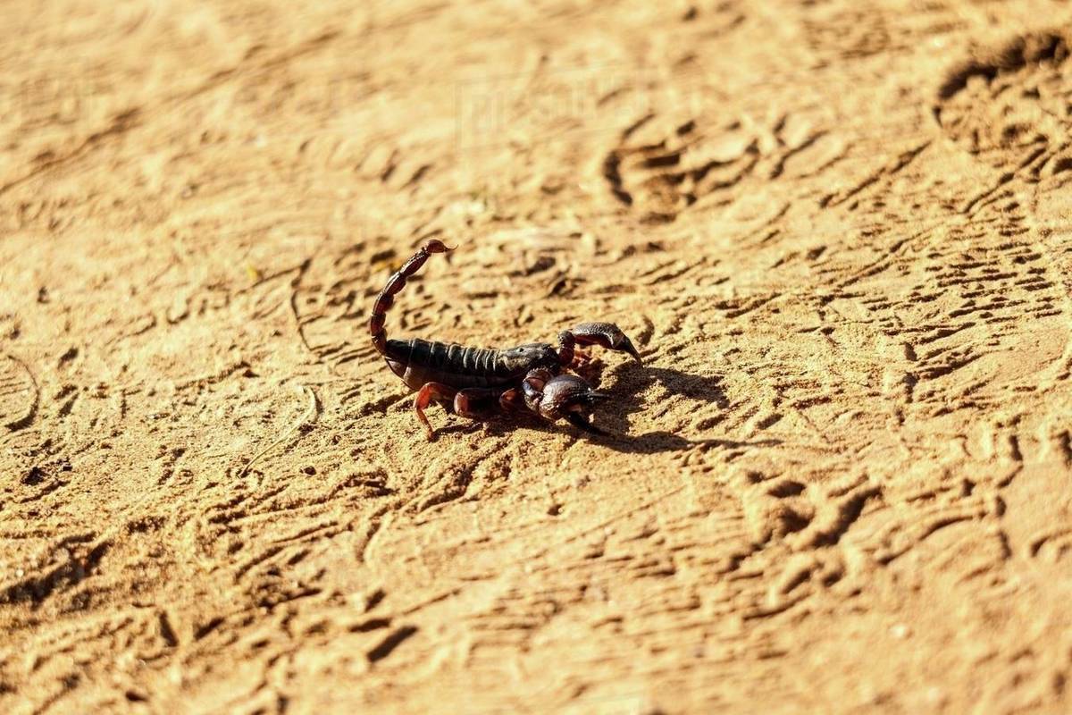 Close-up of an aggressive scorpion on sand - Royalty-free Stock Photo ...