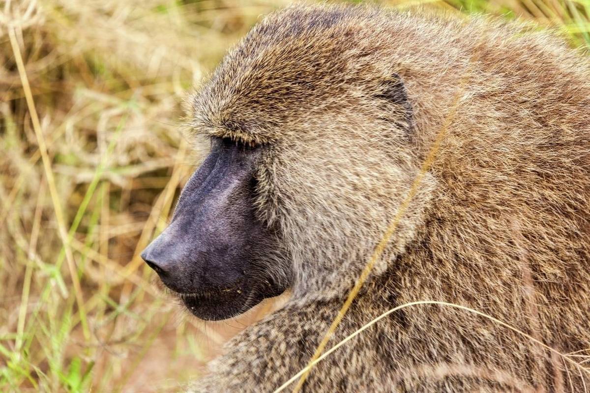 Close-up of an adult male Baboon, Serengeti National Park, Tanzania ...