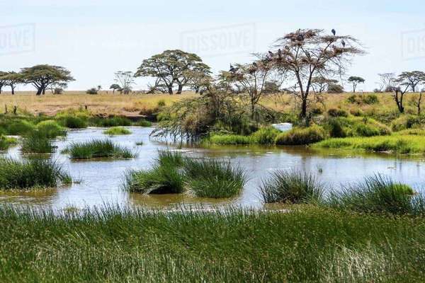 Reed growing in swamp, Naivasha, Kenya - Royalty-free Stock Photo ...