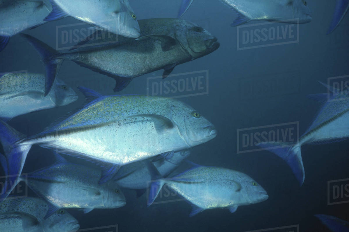 Close-up of a school of Jack Fish - Royalty-free Stock Photo | Dissolve