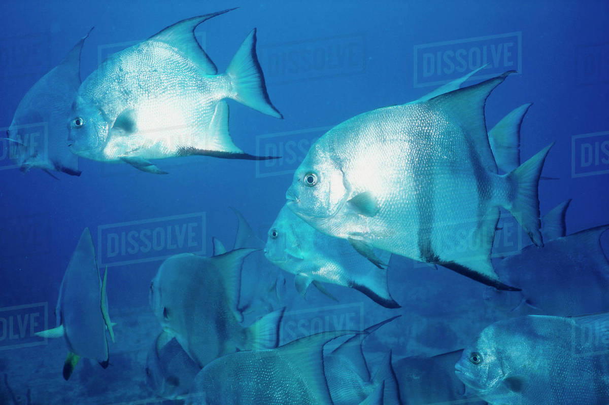 Close-up of a school of Atlantic Spadefish swimming underwater ...