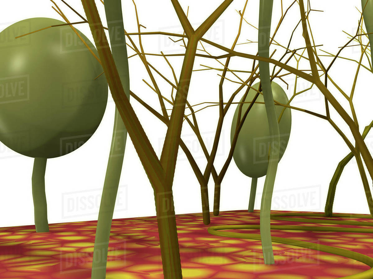 Cross section of dermal layer of skin tissue exposing touch sensory ...