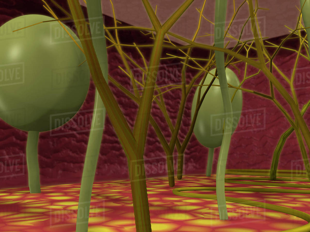 Interior view of touch sensory nerves of the dermal layer of skin ...