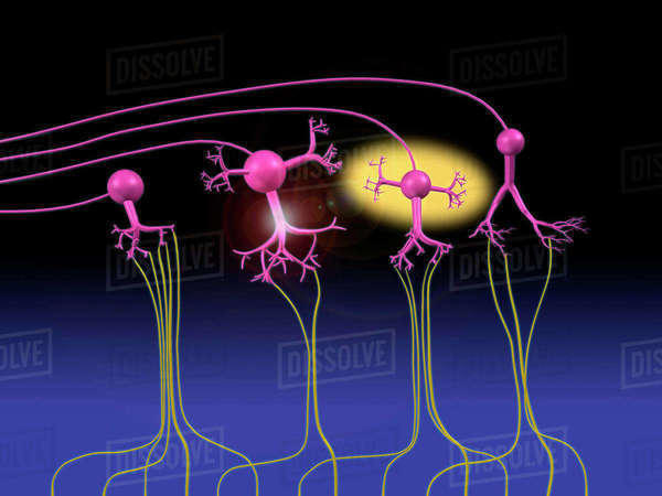 Illustration showing the sense of smell, mitral cells send olfactory ...