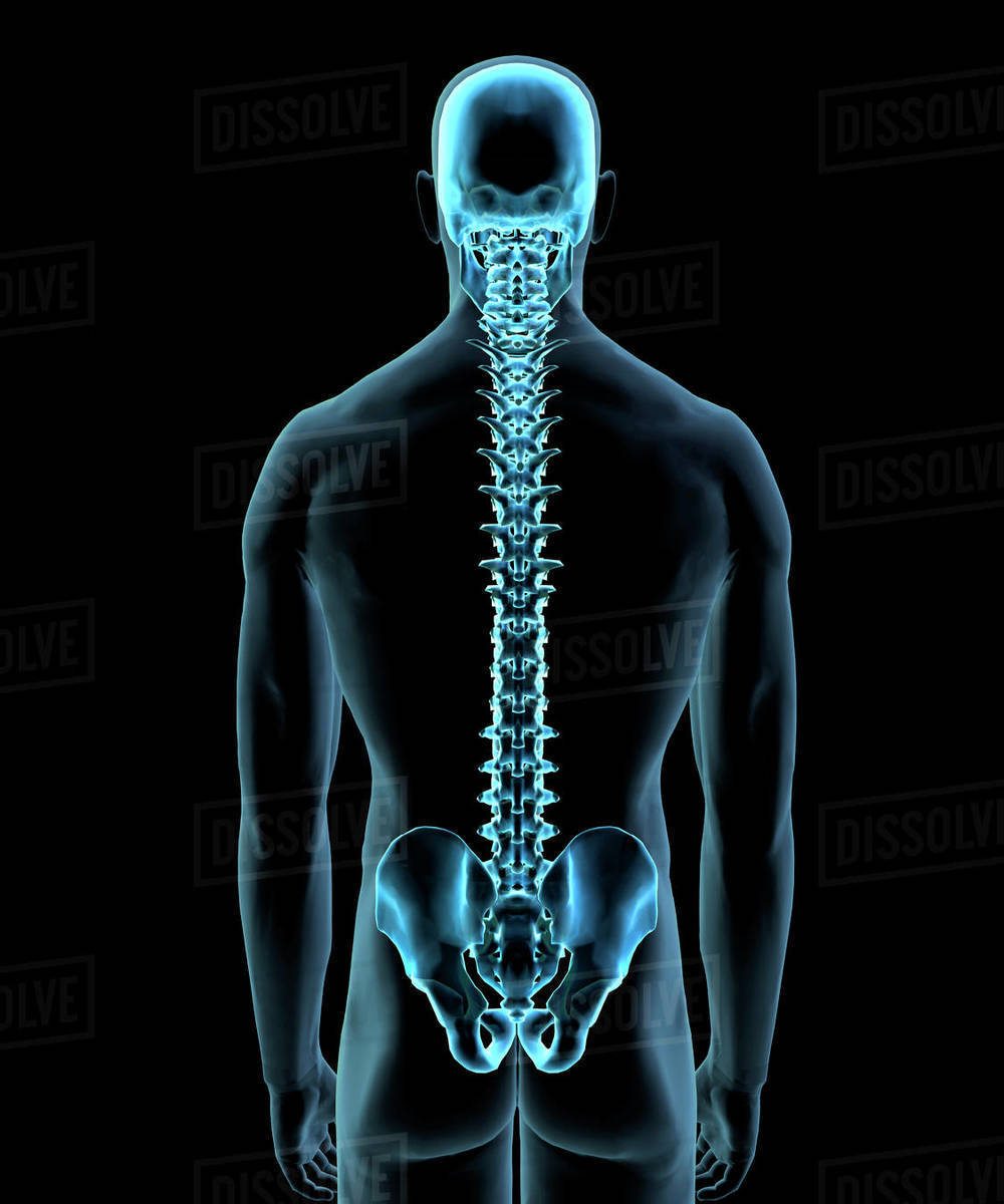 Male human spine and pelvis view from rear in blue X-ray by Hank Grebe ...