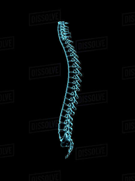 Male spine side view in blue X-ray 2, Digitally Generated Image by Hank ...