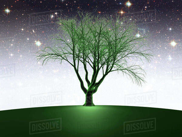 Green Oak Tree at Night, Digitally Generated Image by Hank Grebe ...
