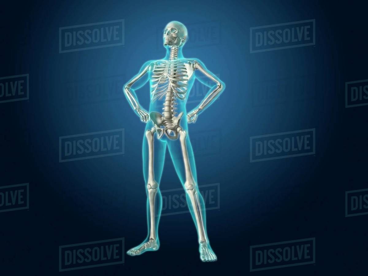 X-ray view of a human skeleton posing - Royalty-free Stock Photo | Dissolve