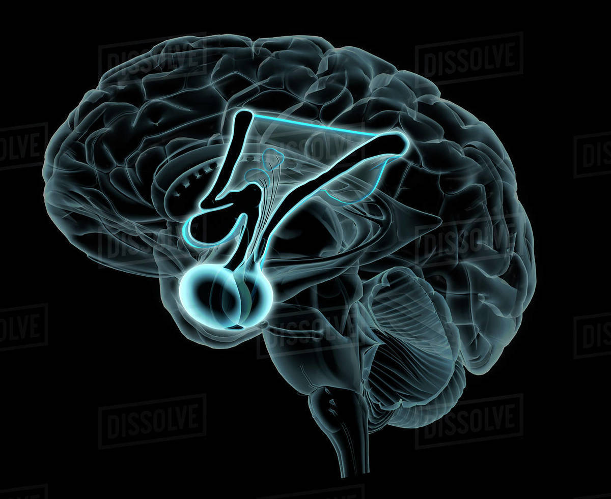 Side view of blue x-ray brain with enlarged highlighted view of the ...