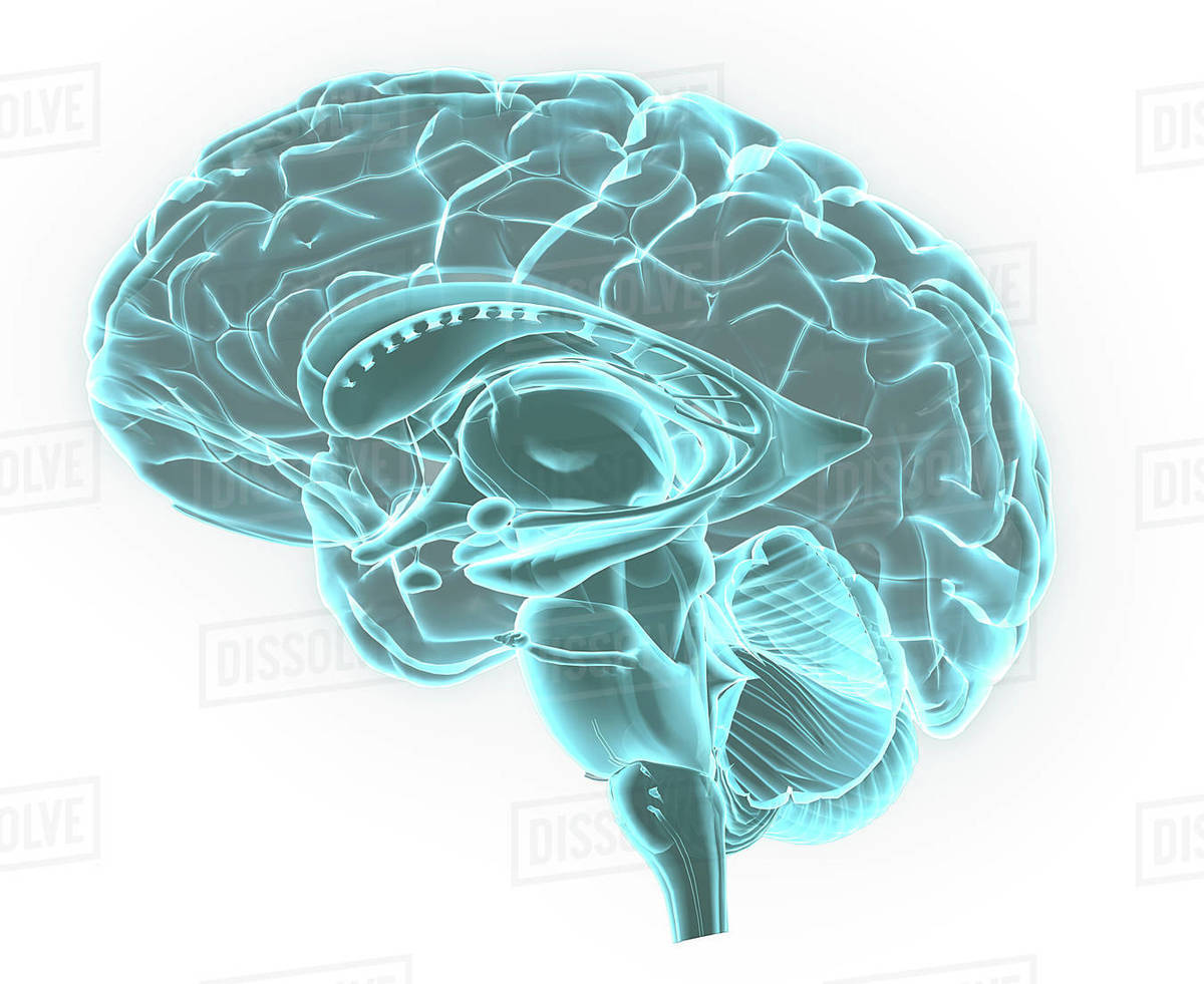 Blue X-ray image of human brain anatomy, 3-D sagittal section (side ...