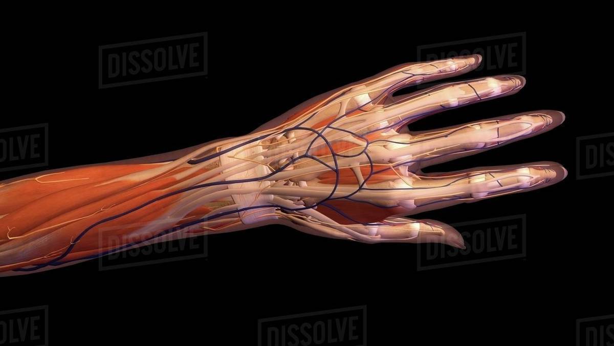 Female hand and wrist anatomy, back, posterior view, Full color on ...