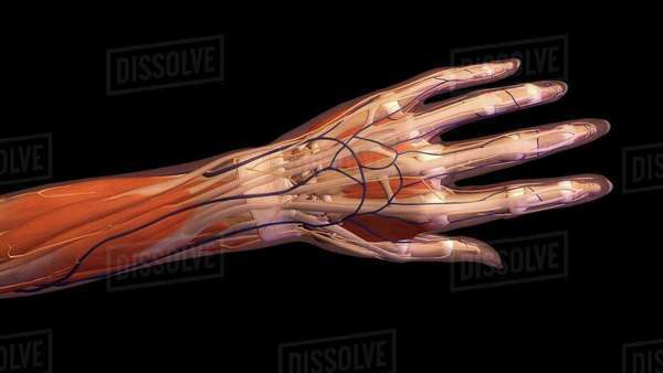 Female hand and wrist anatomy, back, posterior view, Full color on ...