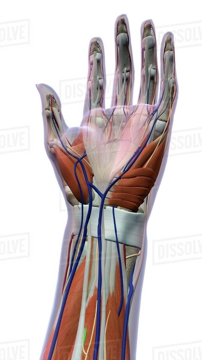 Female palm and wrist, anterior view, Close up, xray skin, detailed ...