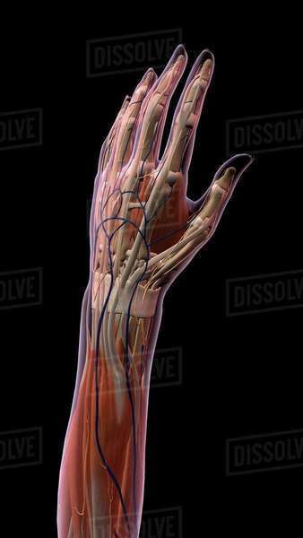 Female thumb, fingers and wrist anatomy, back, posterior view, xray ...