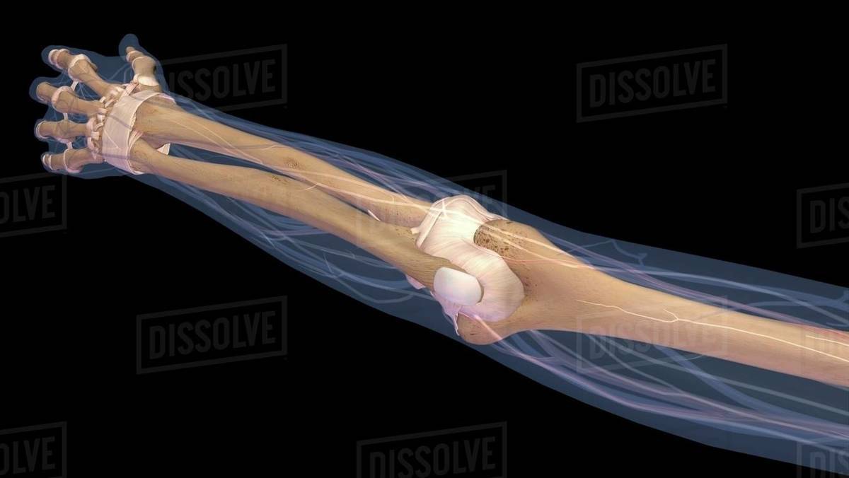 Female elbow and forearm skeletal anatomy, back, posterior view. Full ...