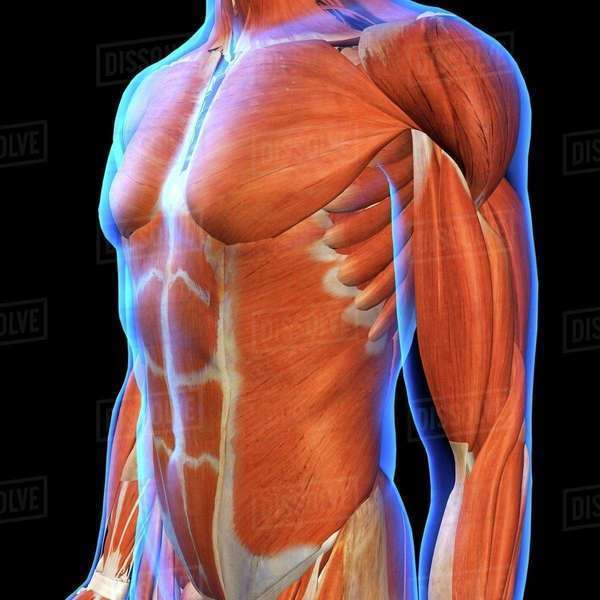 Front view of Male Chest and Abdominal Muscles Anatomy in Blue X-Ray ...