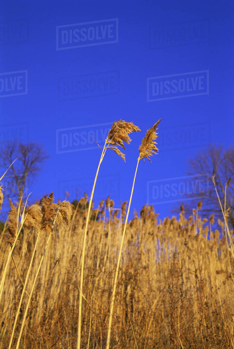 Sea Oats in a field - Royalty-free Stock Photo | Dissolve