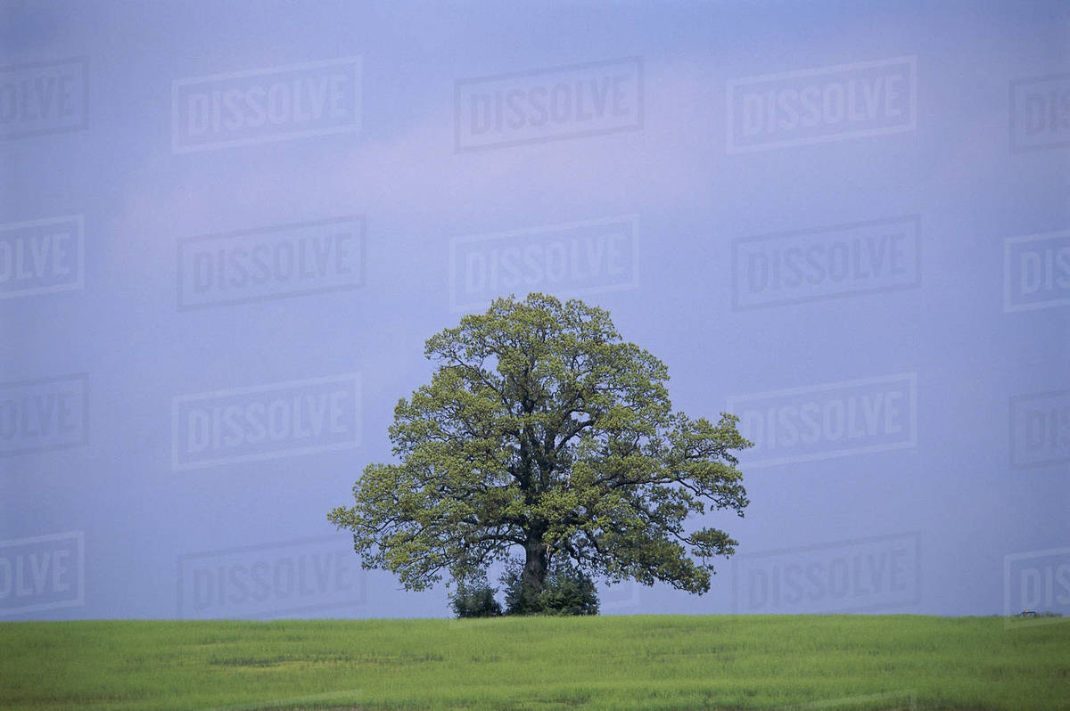 Live Oak tree on a hill - Royalty-free Stock Photo | Dissolve