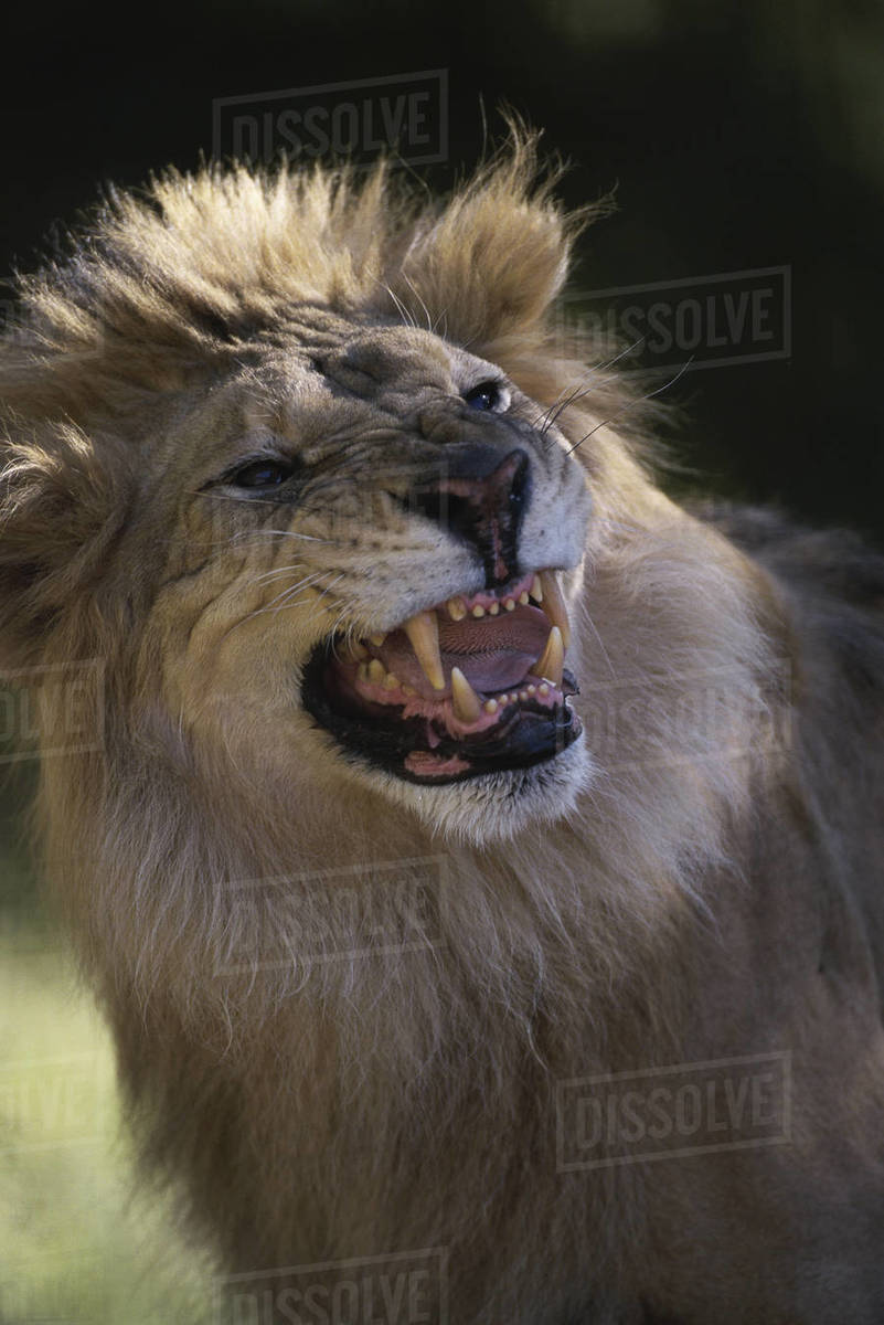 Close-up of a lion roaring - Royalty-free Stock Photo | Dissolve