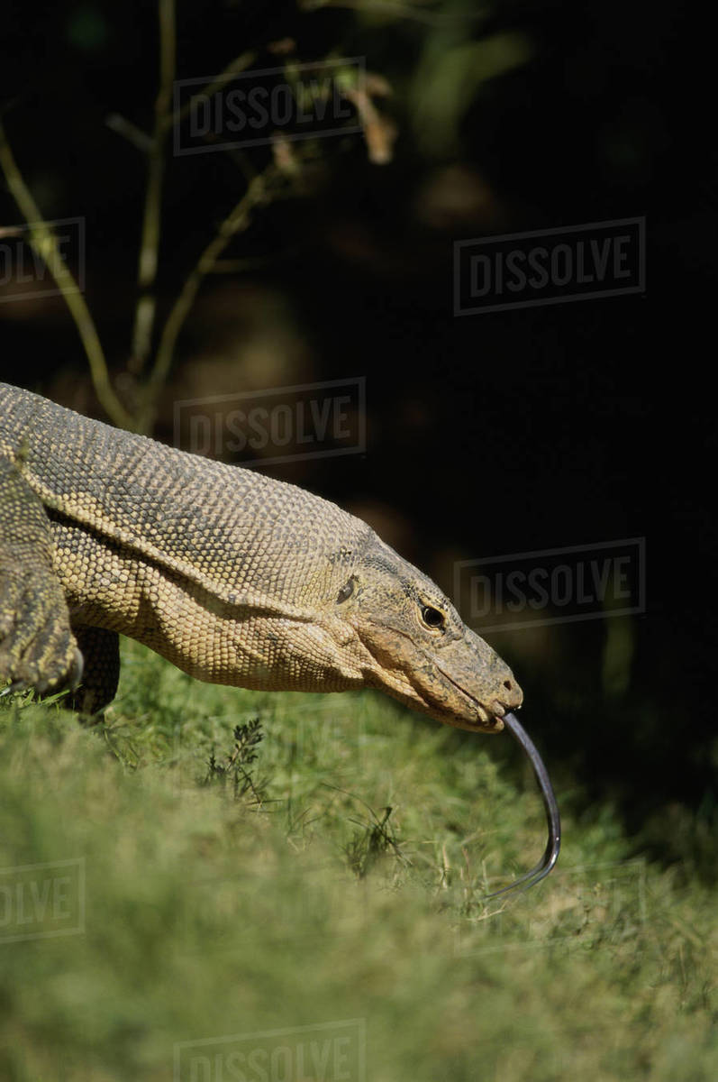 Malaysian Water Monitor Lizard sticking out its tongue - Royalty-free ...