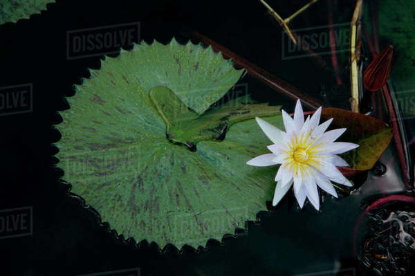 High angle view of a water lily floating on water - Royalty-free Stock ...