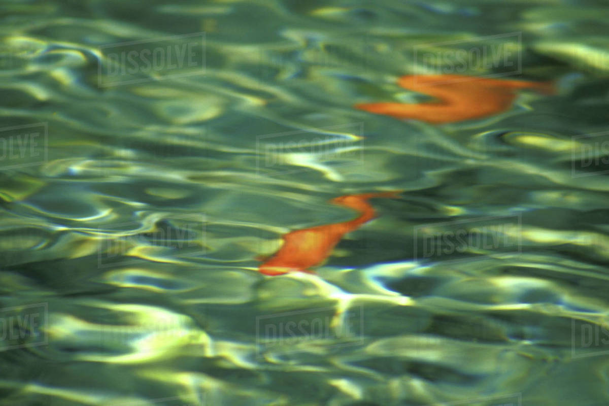 Two goldfish swimming in the sea - Stock Photo - Dissolve