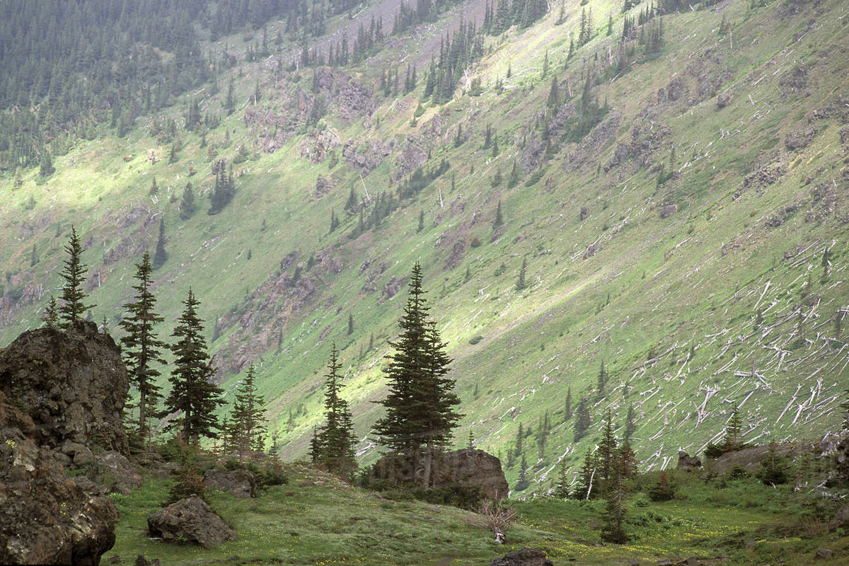 High angle view of trees in a landscape, Olympic National Forest ...