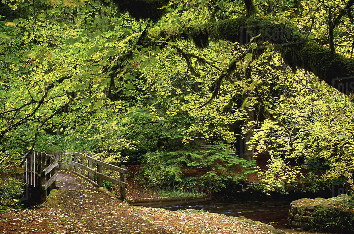 Footbridge in a forest, Silver Falls State Park, Oregon, USA - Royalty ...