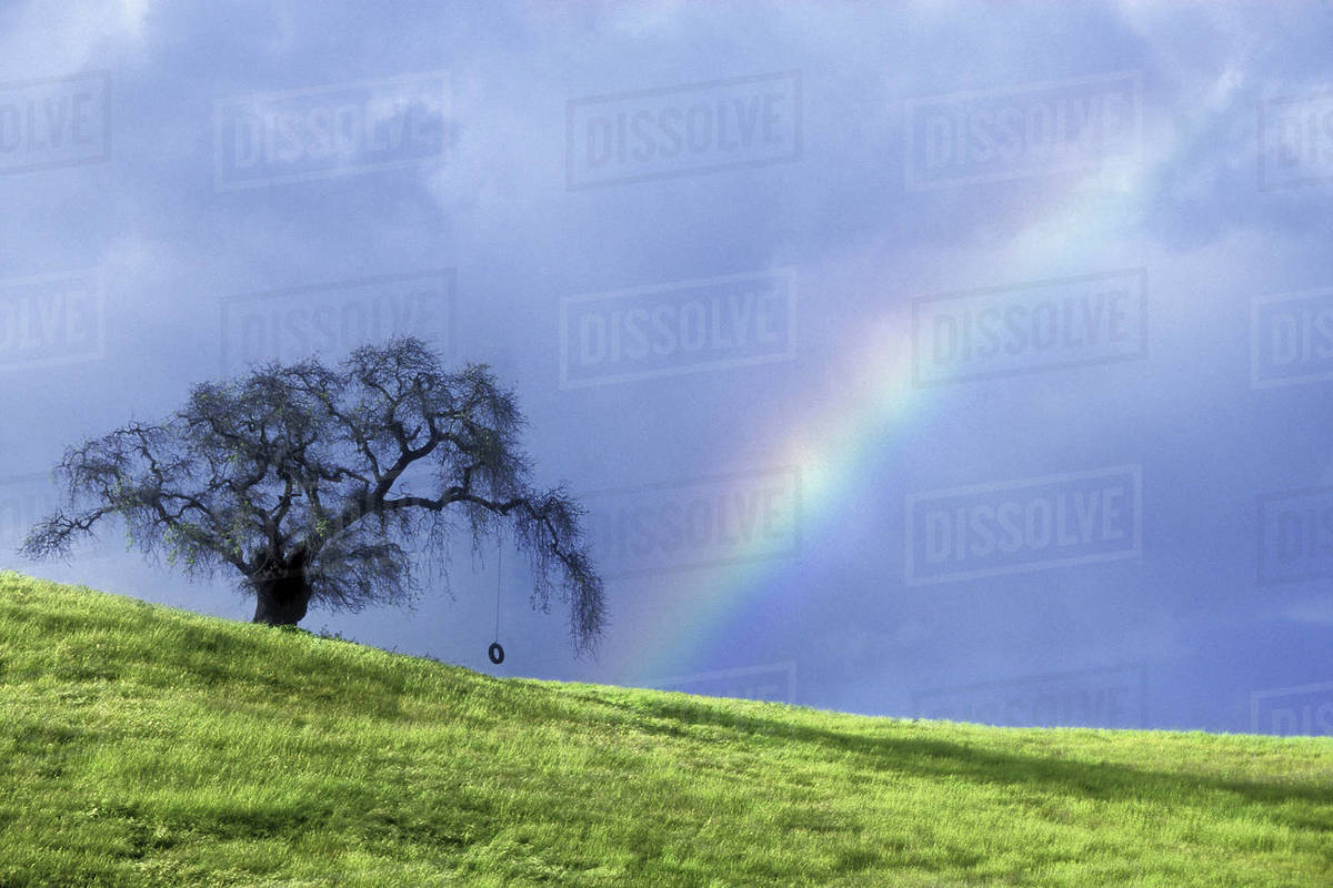 Oak Tree on a hill with a rainbow in the background, California, USA ...