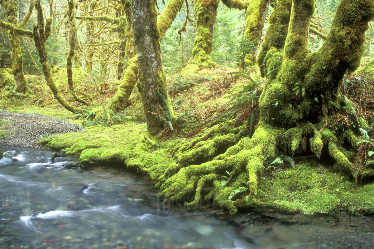 High angle view of a stream running through a forest, Olympic National ...