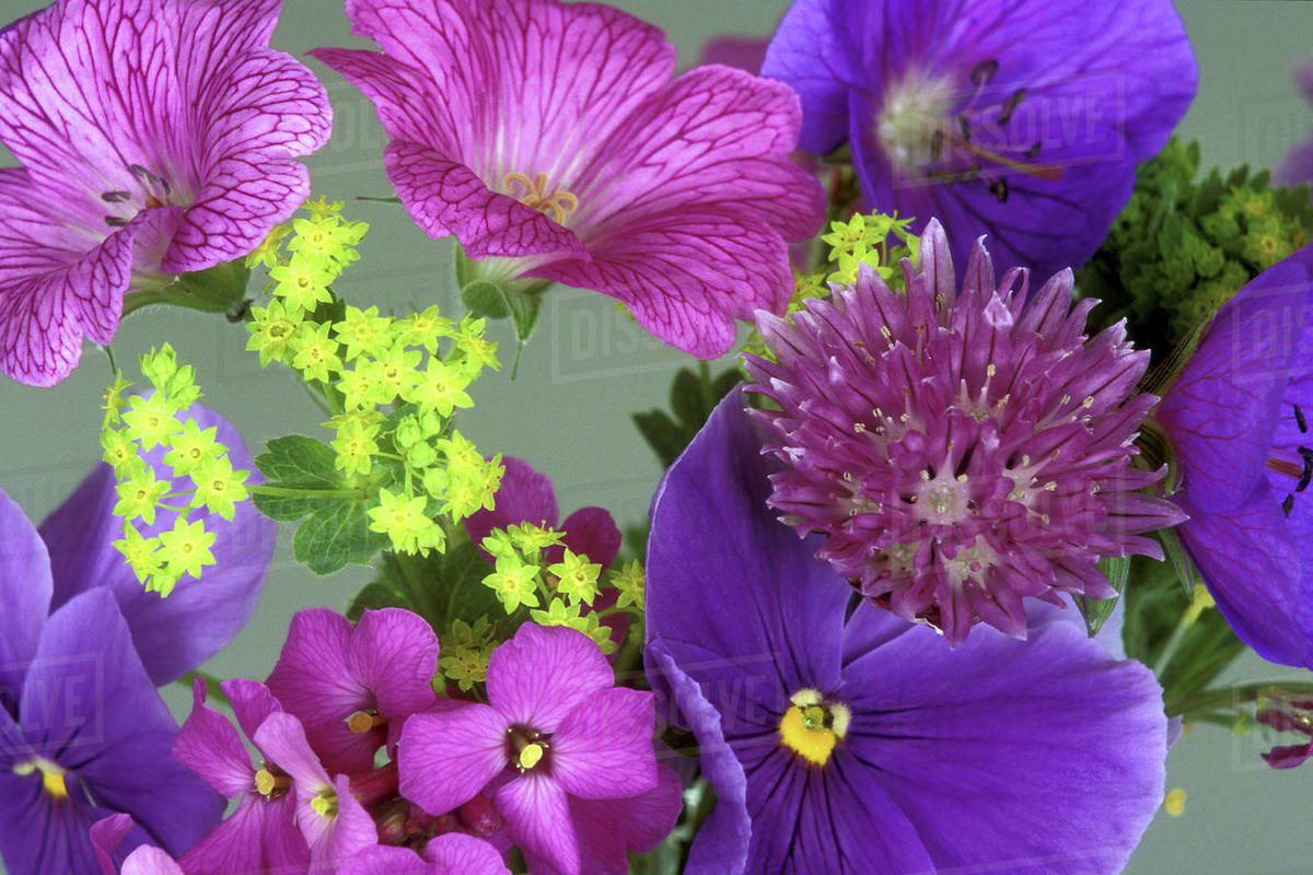 Close-up of flowers - Royalty-free Stock Photo | Dissolve