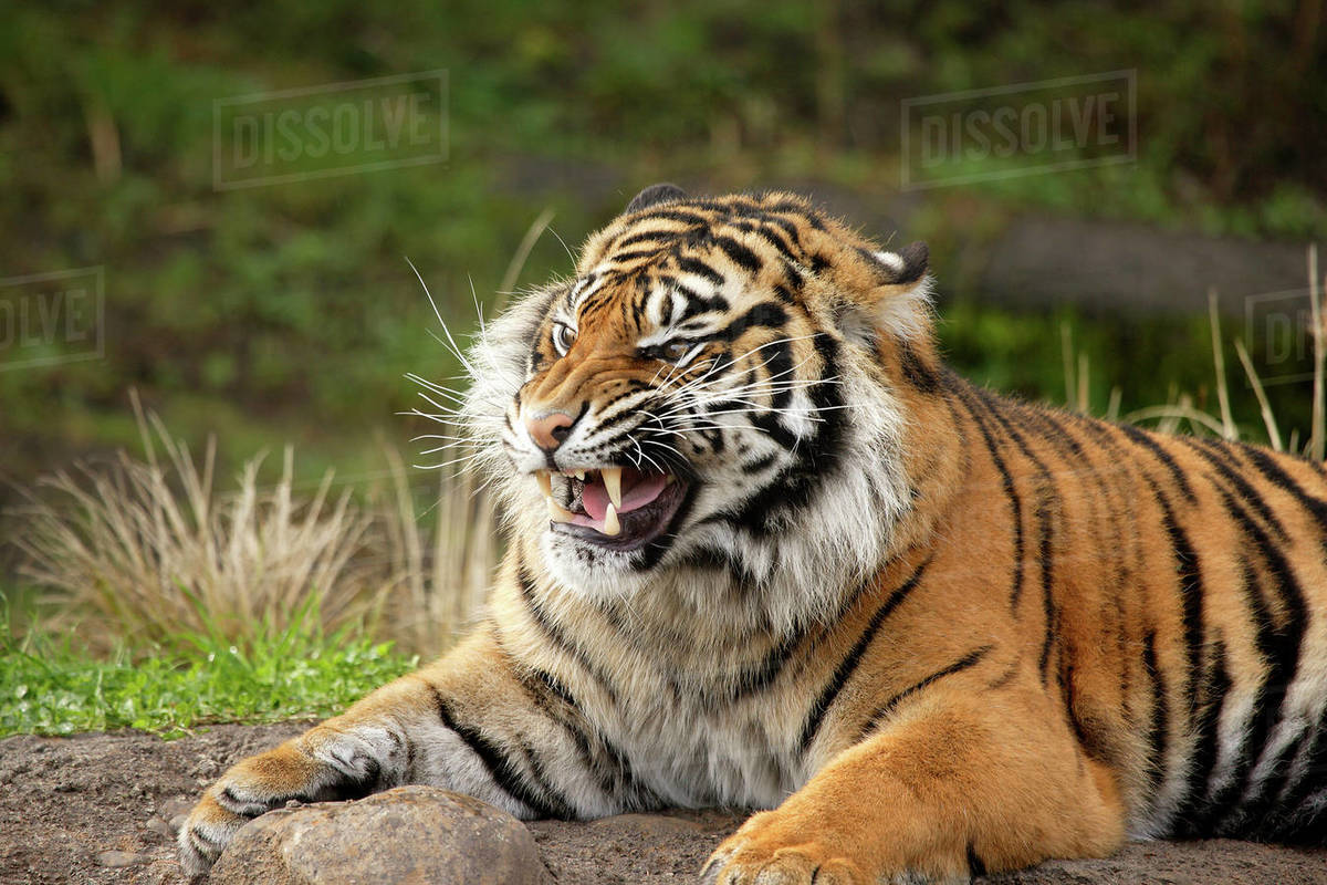 Close-up of a Sumatran Tiger snarling - Royalty-free Stock Photo | Dissolve