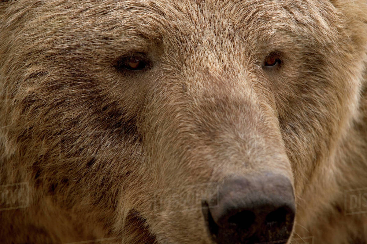 Close-up of a Brown Bear's face (Ursus arctos) - Stock Photo - Dissolve