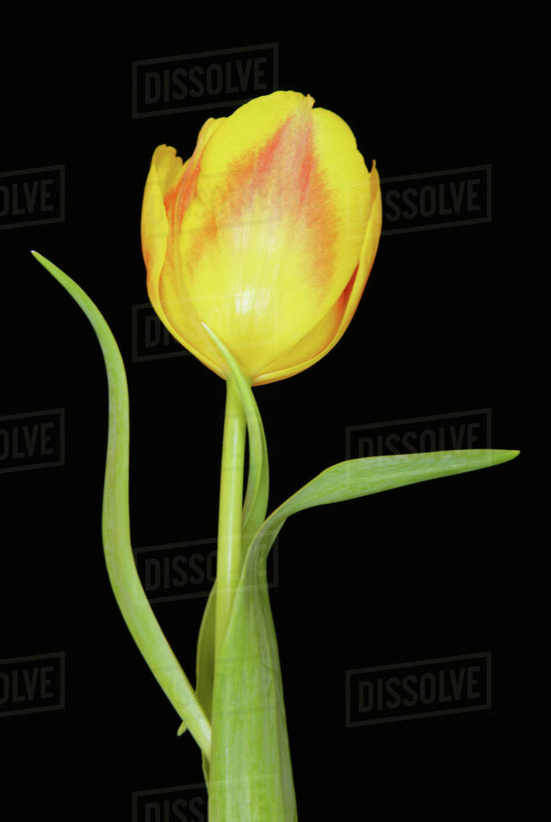Close-up of a tulip - Royalty-free Stock Photo | Dissolve
