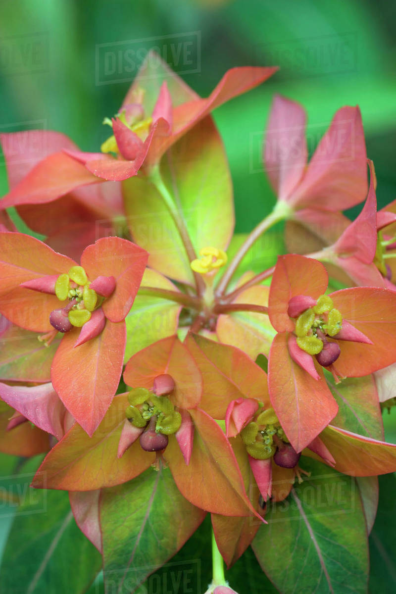 Close-up of euphorbia - Stock Photo - Dissolve