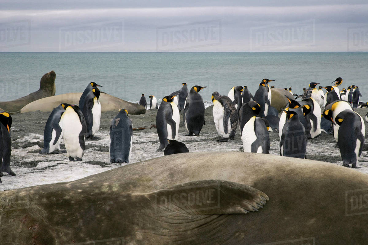 King penguins (Aptenodytes patagonicus) and Southern Elephant seals ...