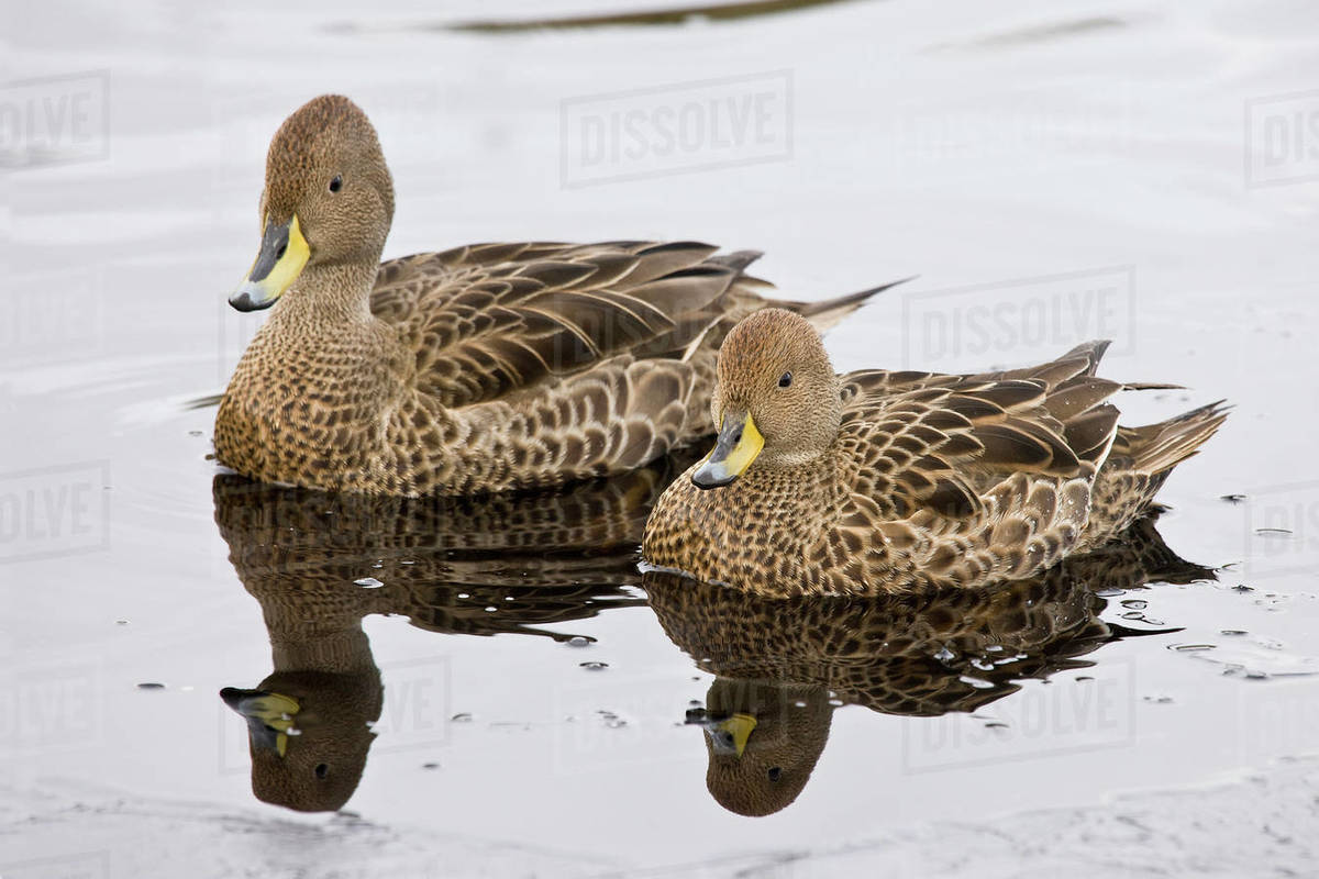 Two South Georgia pintail ducks (Anas georgica georgica) swimming ...