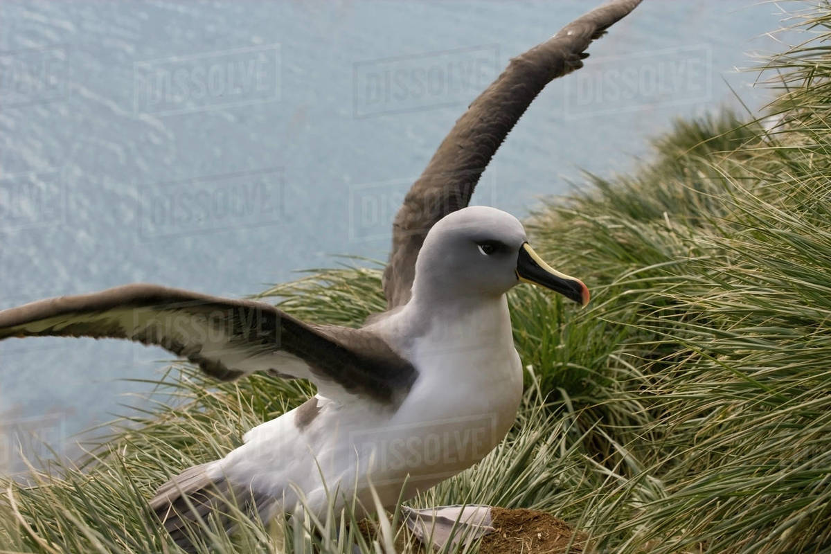 Grey-Headed albatross (Thalassarche chrysostoma) spreading its wings ...