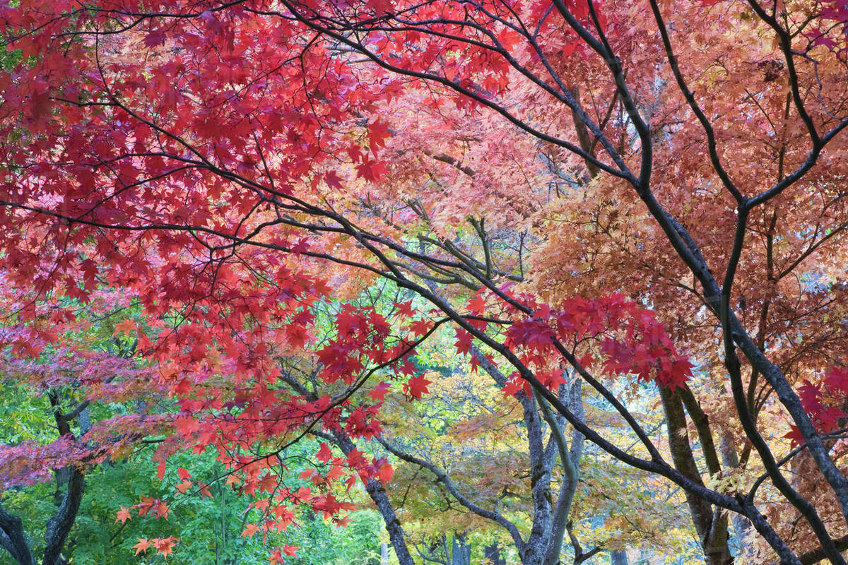 Trees in a park, Lithia Park, Ashland, Oregon, USA - Royalty-free Stock ...